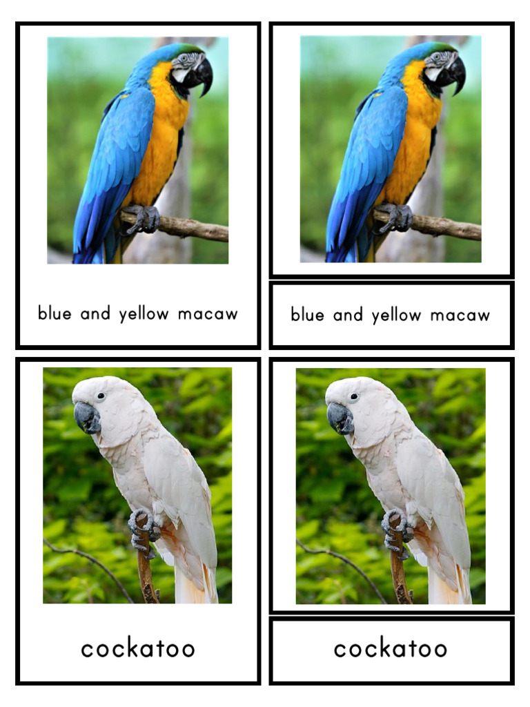 printables exotic birds eng | PDF