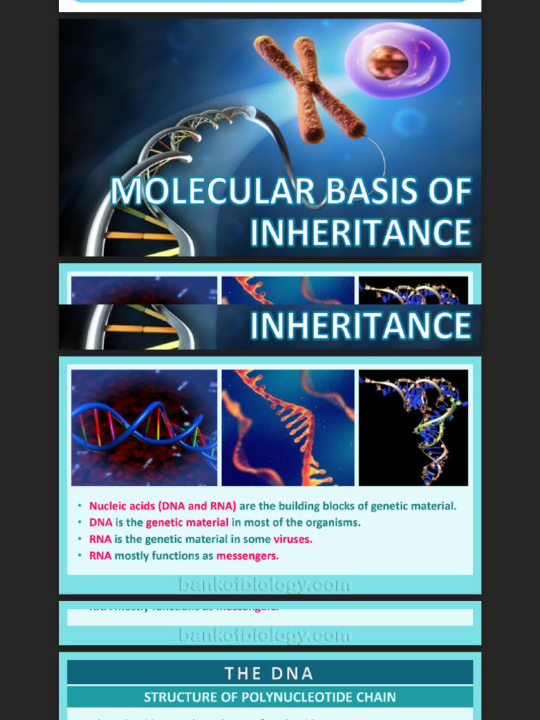Molecular Basis of Inheritances | PDF