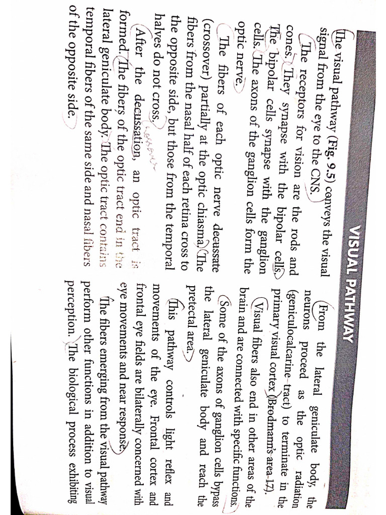 Visual Pathway | PDF