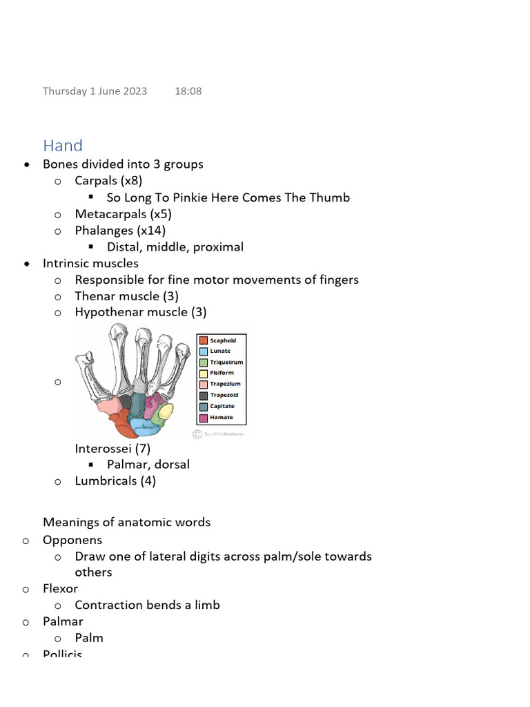 Hand | PDF | Thumb | Hand