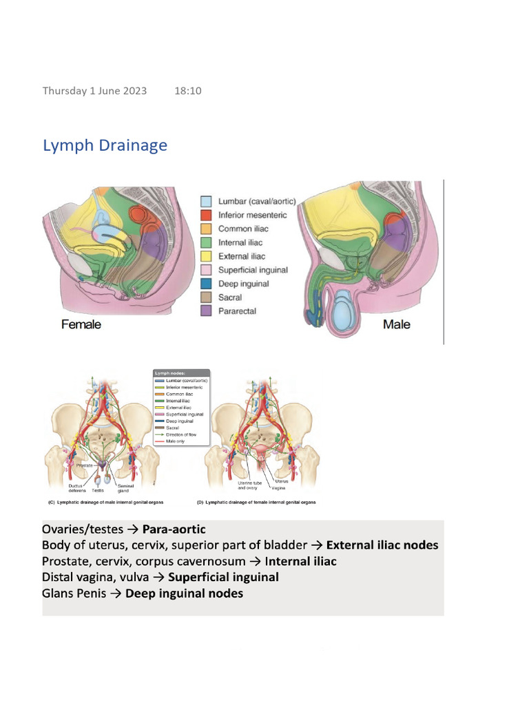 Lymphatic Drainage of Vulva and Bladder | PDF
