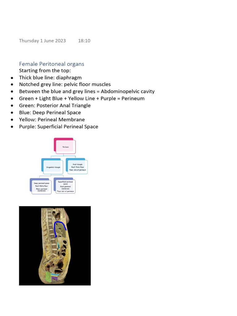 Female Peritoneal Organs Anatomy Overview | PDF | Science & Mathematics