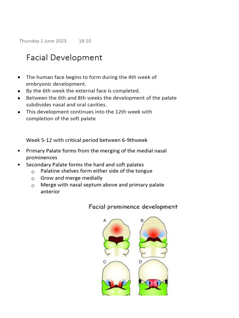 Facial Development | PDF