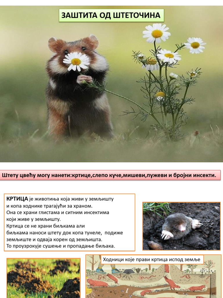 Zastita Od Stetocina | PDF