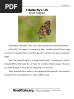 5 The Life of A Butterfly Grade 3 Comprehension Worksheet | PDF ...