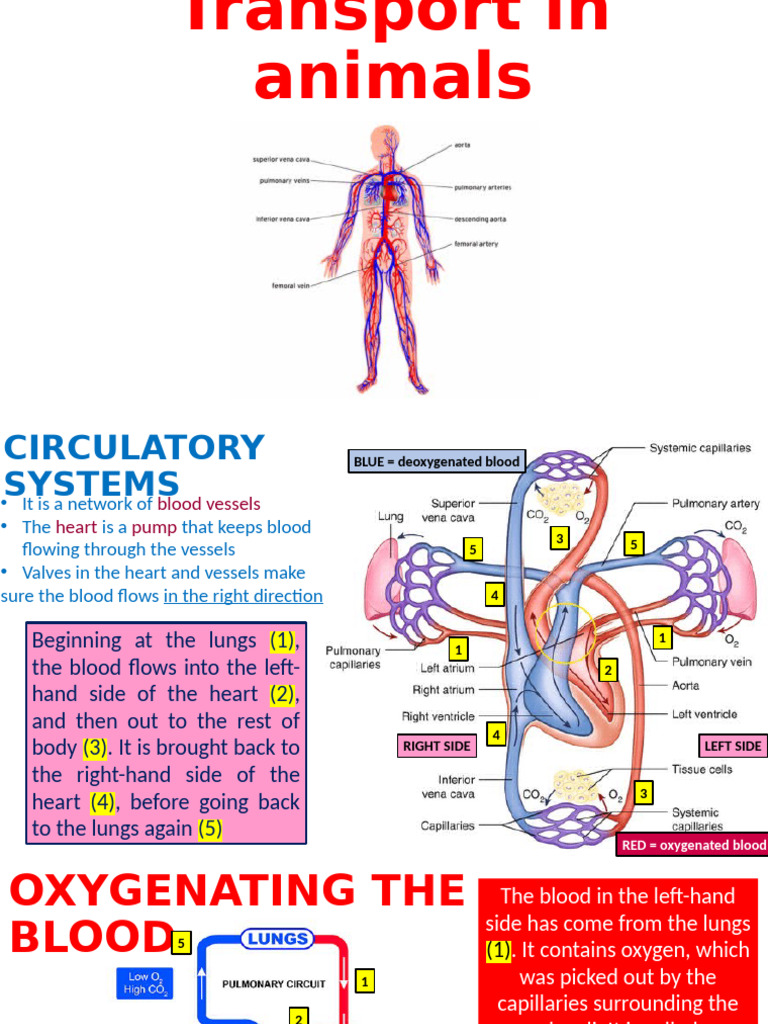 Animal Circulatory Systems Explained | PDF | Heart | Atrium (Heart)