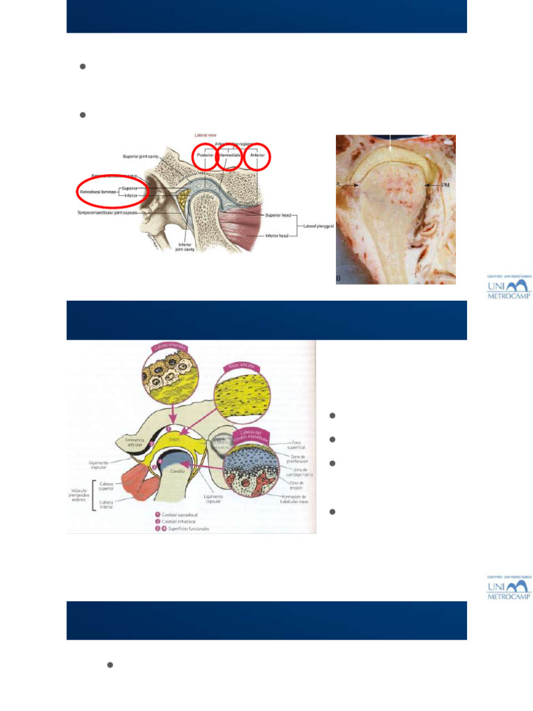 Cranio Mandibular - ATM - Parte 1.2 | PDF | Tecido macio | Sistema ...