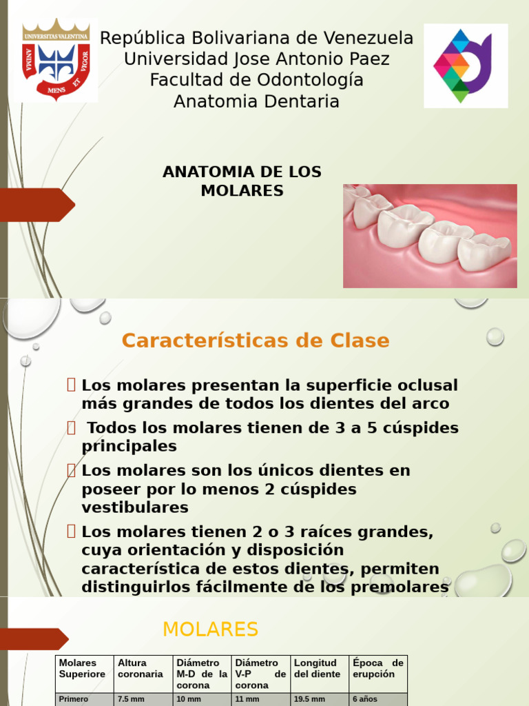 Anatomía de los Molares Dentales | PDF | Diente | Anatomia dental