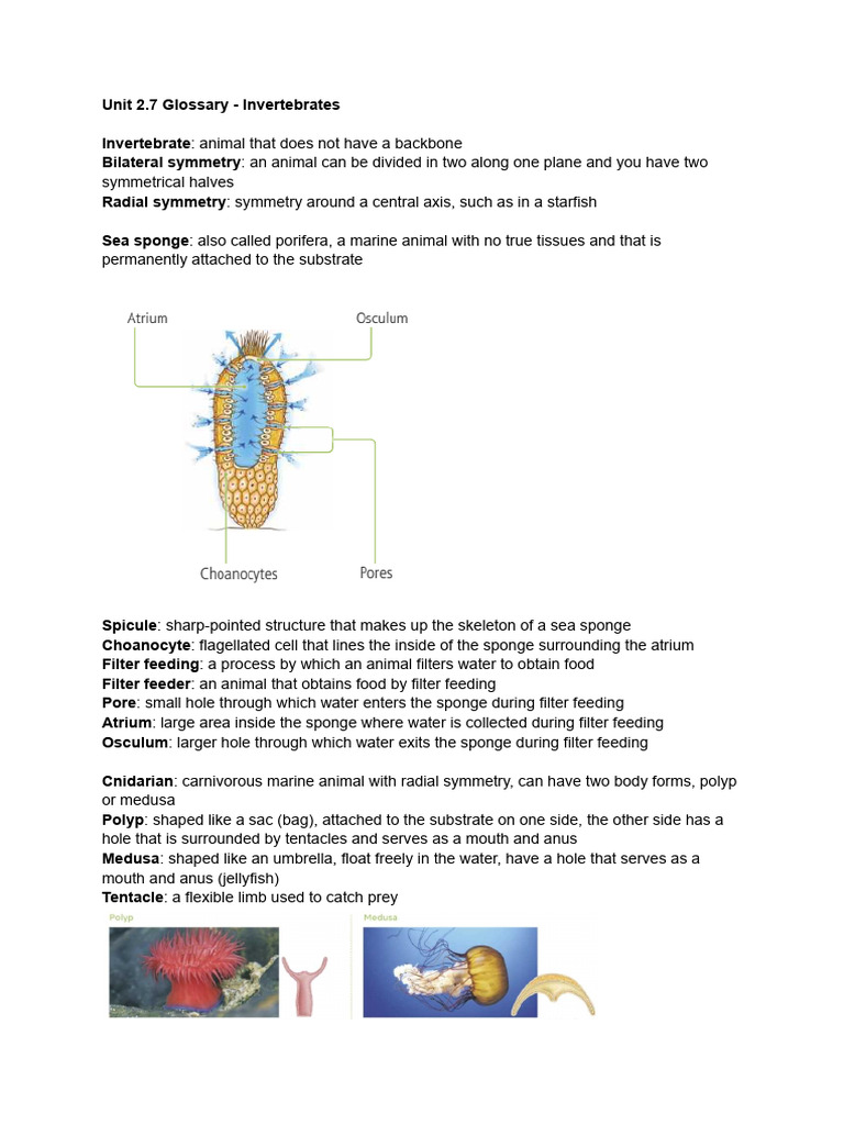 Invertebrate Biology Glossary | PDF | Mollusca | Pupa
