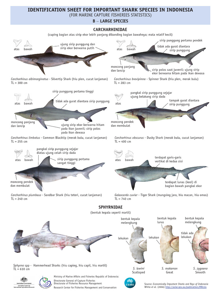 Identification Sheet For Large Sharks | PDF
