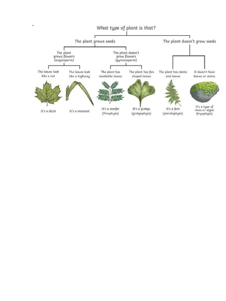 Plants Classification | PDF