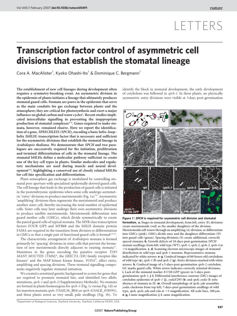 Transcription Factor Control of Asymmetric Cell Divisions That ...