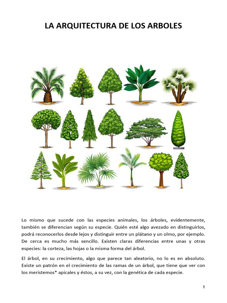 LA-ARQUITECTURA-DE-LOS-ÁRBOLES | PDF | Arboles | Plantas