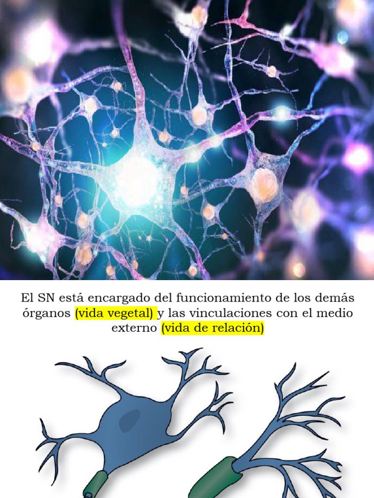 Funcionamiento y Tipos de Neuronas | PDF | Sistema nervioso | Axon
