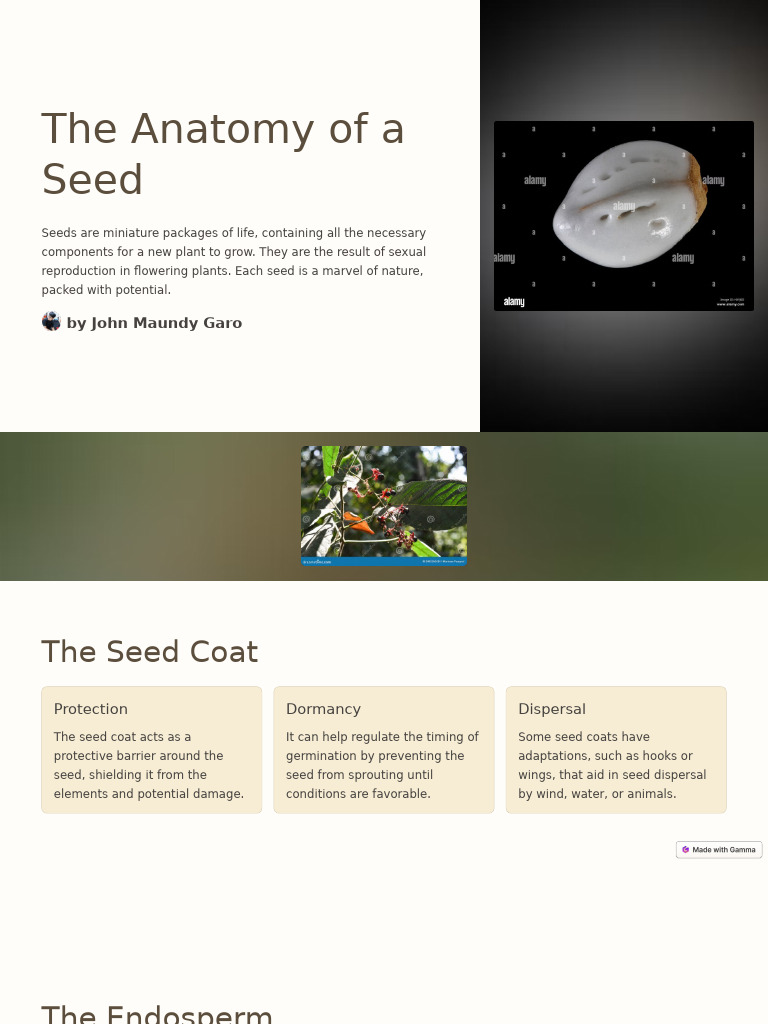 The-Anatomy-of-a-Seed | PDF | Seed | Germination