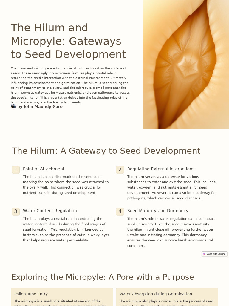 The Hilum and Micropyle Gateways To Seed Development | PDF | Seed ...
