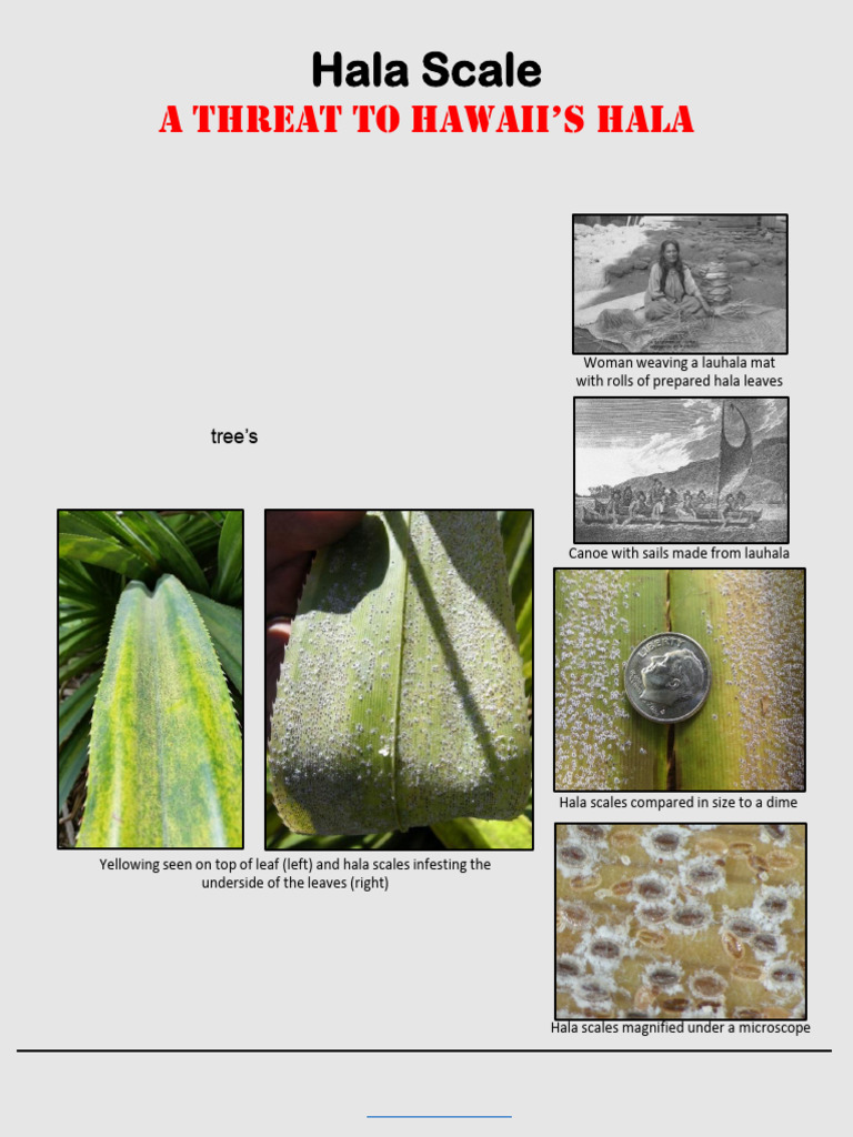 Hala Scale Flyer For Weavers | PDF | Hawaii | Organisms