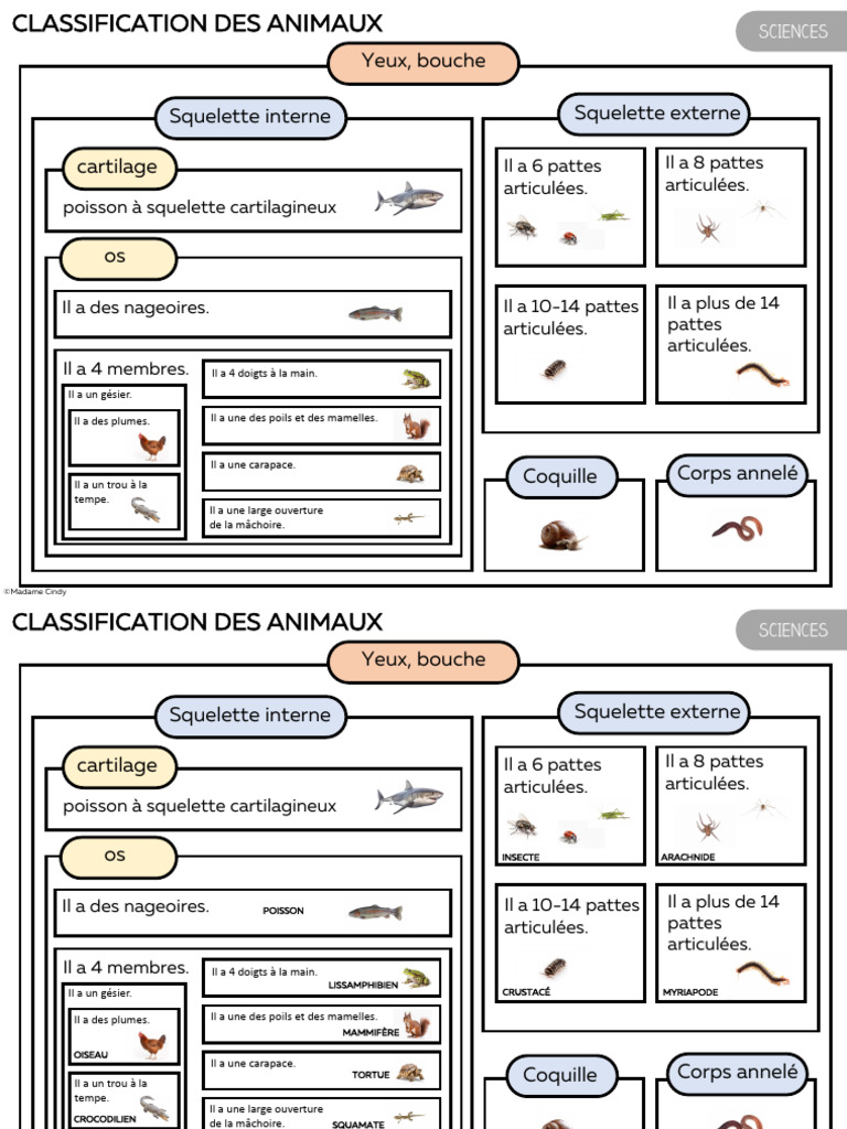 Le Classement Des Animaux | PDF | Squelette | Poisson