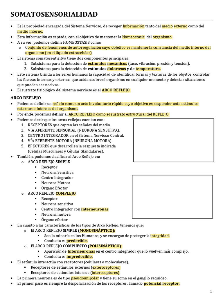 2 Somatosensorialidad y Funciones Motoras Medulares | PDF | Materia ...