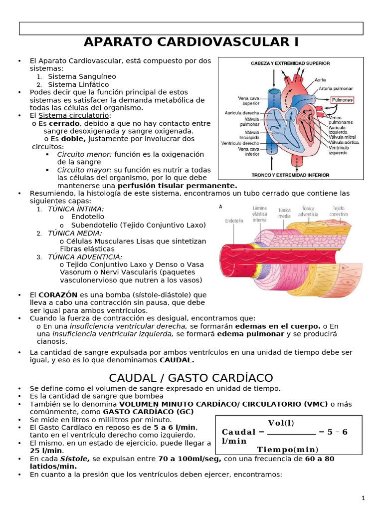1 Aparato Cardiovascular I | PDF | Corazón | Artería