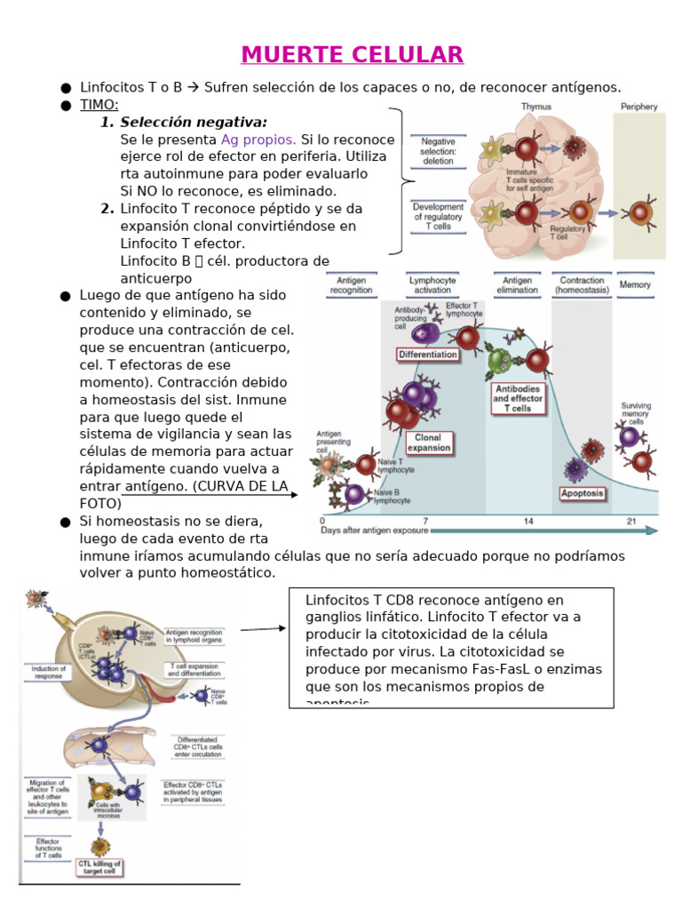 Muerte Celular Resumen | PDF | Apoptosis | Célula T