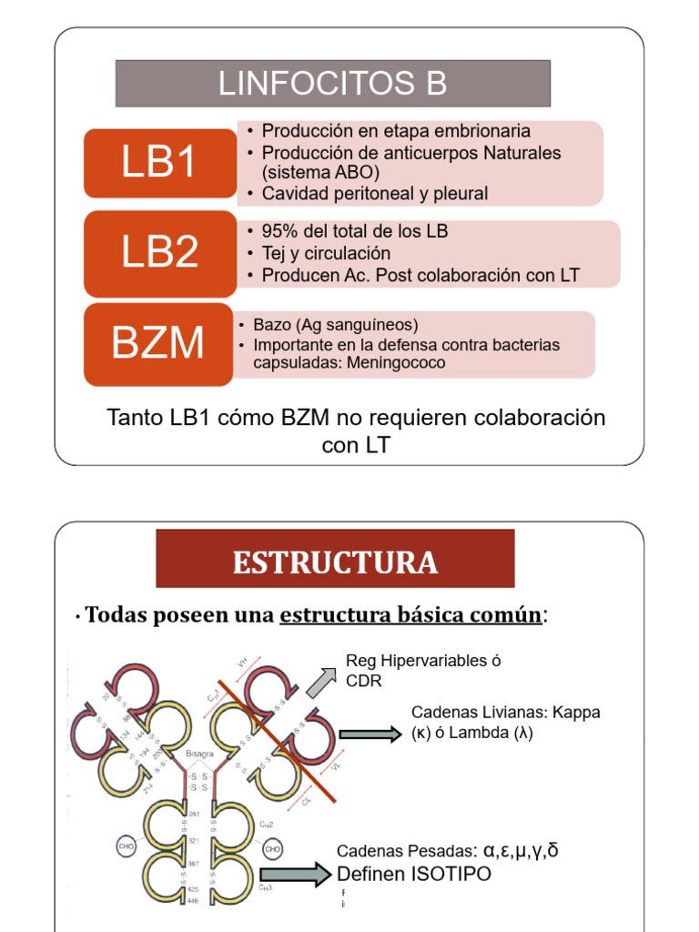 Producción y Función de Anticuerpos en LB | PDF | Anticuerpo | Biología ...