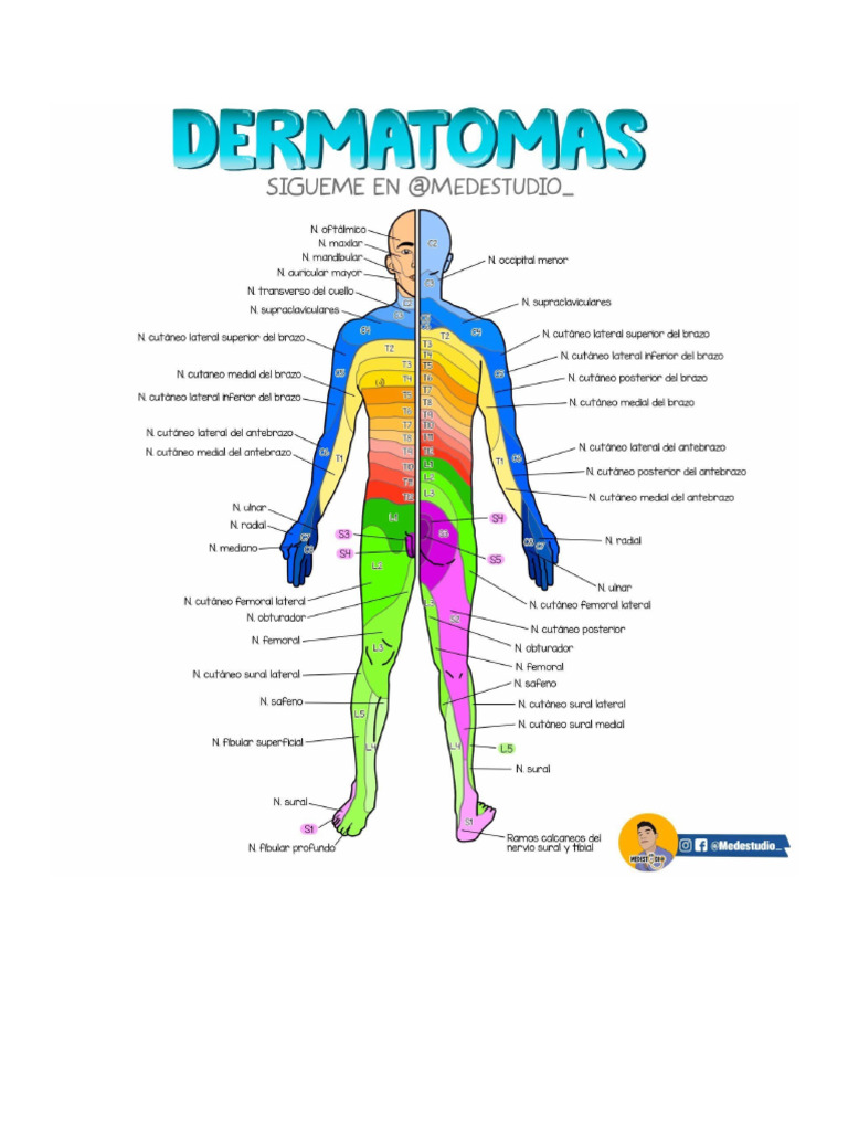 Mapa de Dermatomas del Cuerpo Humano | PDF | Derecho