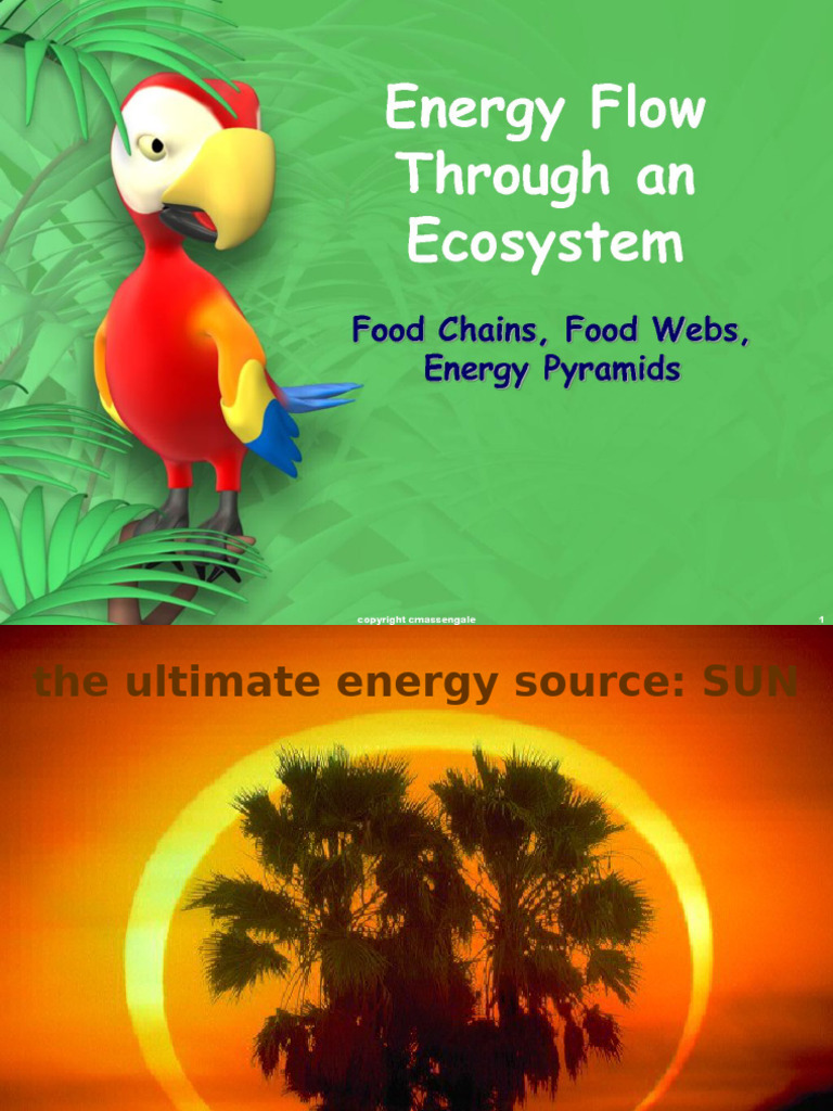 Energy Flow Food Chain Food Web Symbiosis | PDF | Food Web | Foods