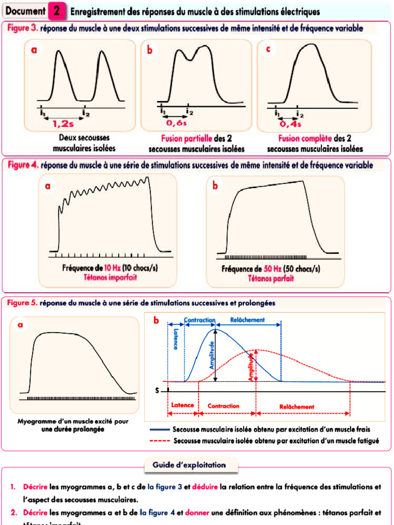 Tétanos musculaire et secousses musculaires | PDF | Muscle | Glucose