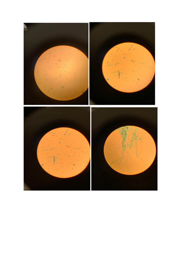 Práctica 2 Bio General | PDF