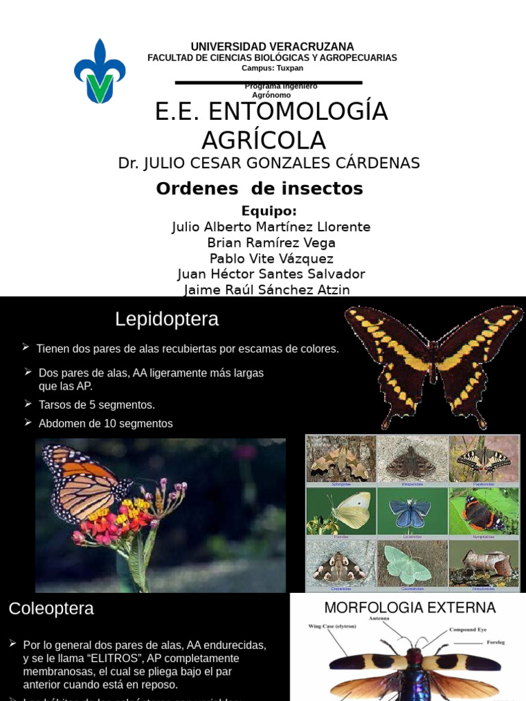 Ordenes de Insectos | PDF | Insectos | Hexapoda