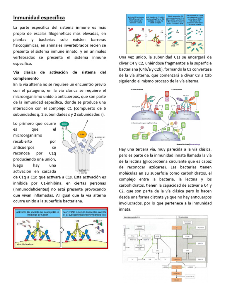 Inmunidad Específica y Anticuerpos | PDF | Sistema complementario ...