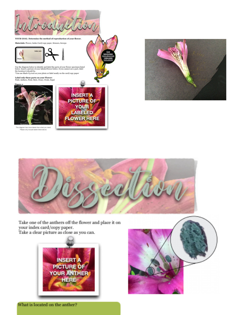 Open Flower Dissection Lab 2022 | PDF