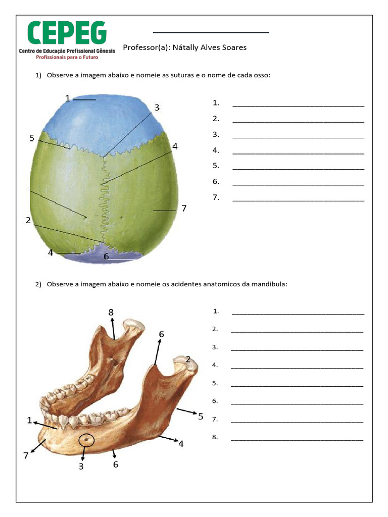 Atividade Anatomia Do Cranio | PDF | Crânio