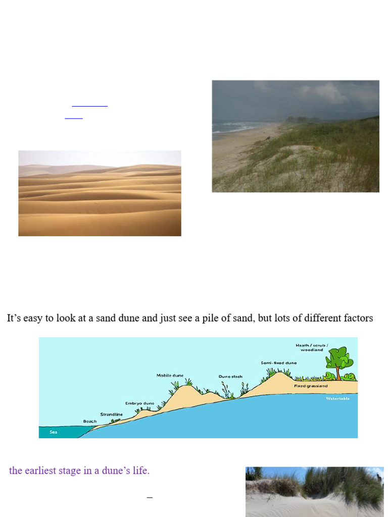 Sand Dunes - Lecc 4 | PDF | Dune | Mangrove