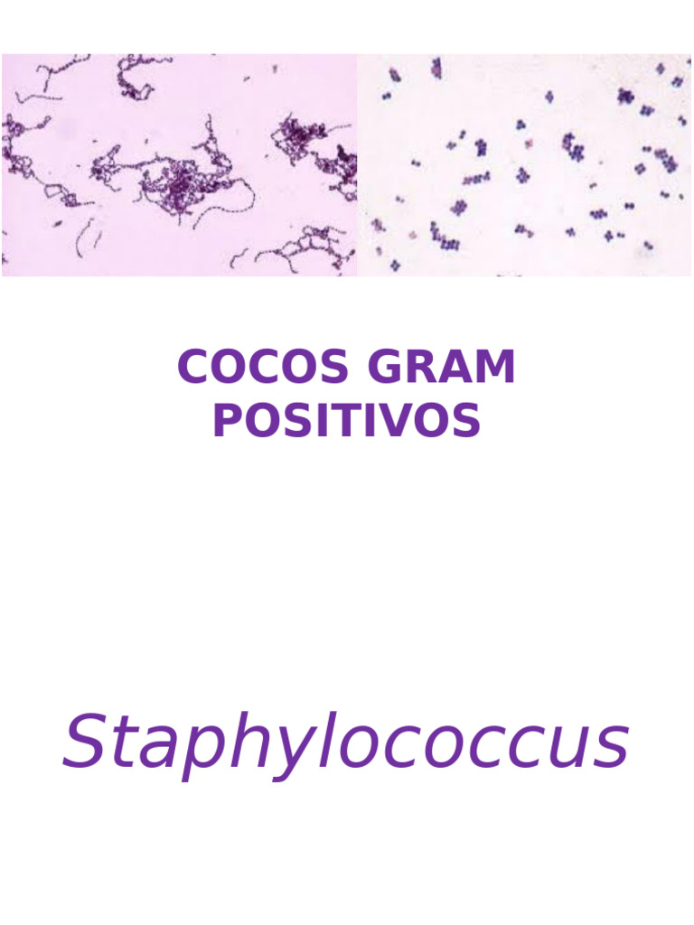 Estudo sobre Staphylococcus e Streptococcus | PDF | Staphylococcus Aureus | Estafilococo