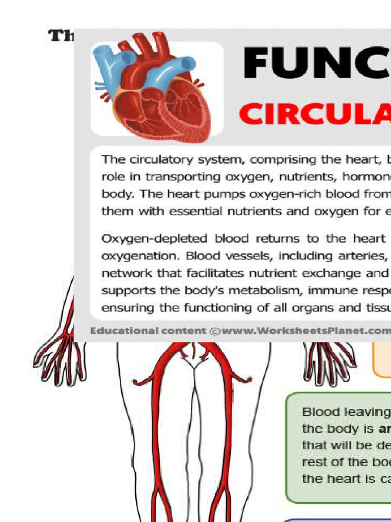 Handout in Circulatory System | PDF