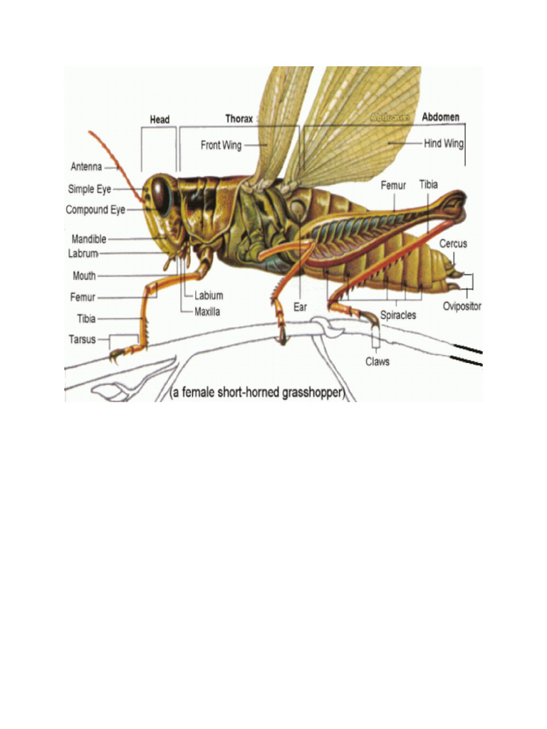 Insect Anatomy and Adaptations | PDF | Hexapoda | Insects