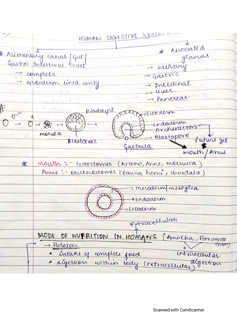Topper Notes - Digestion | PDF
