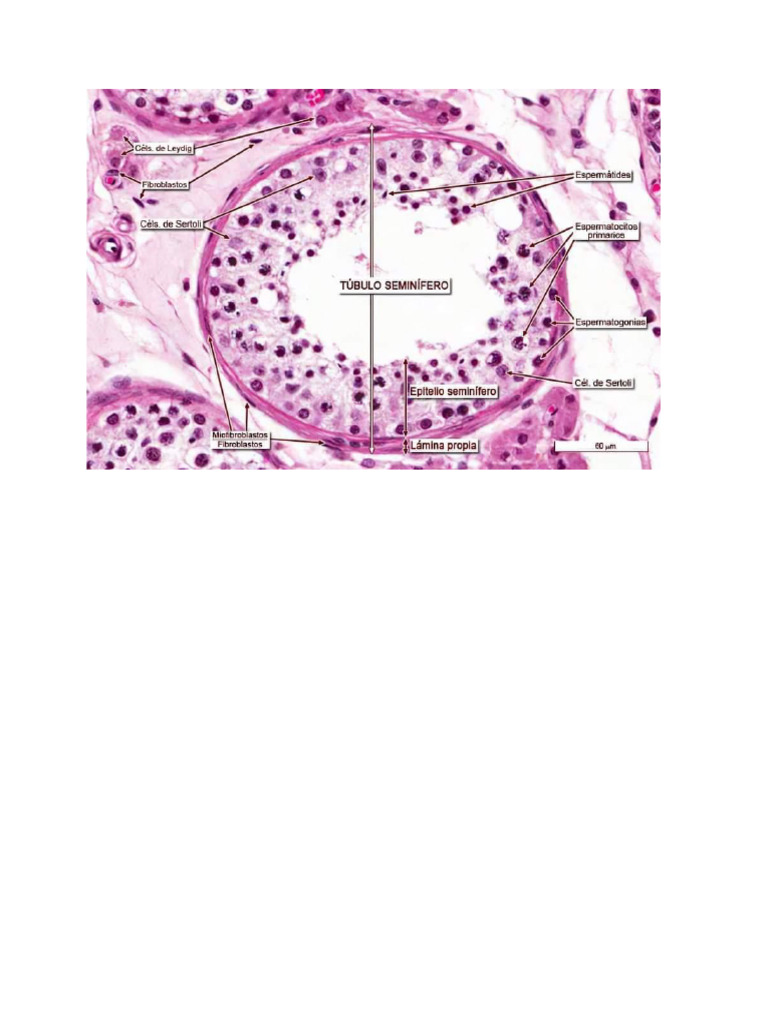 Testiculo | PDF