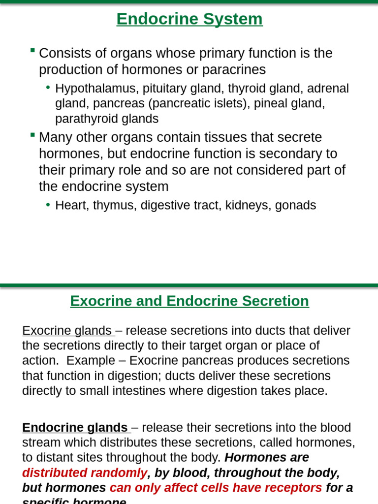 BIO 171 Endocrine System 69 Slides (1) 2 | PDF | Adrenal Gland ...
