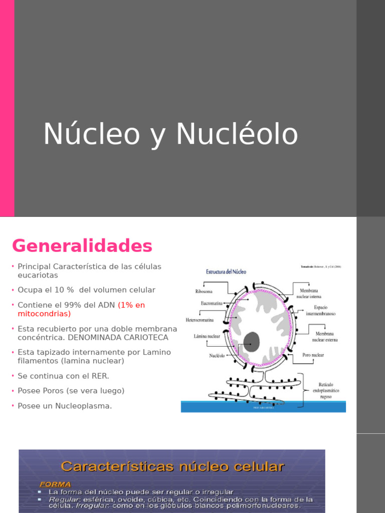 Nucleo y Nucleolo Cba | PDF | Nucleo celular | Cromatina