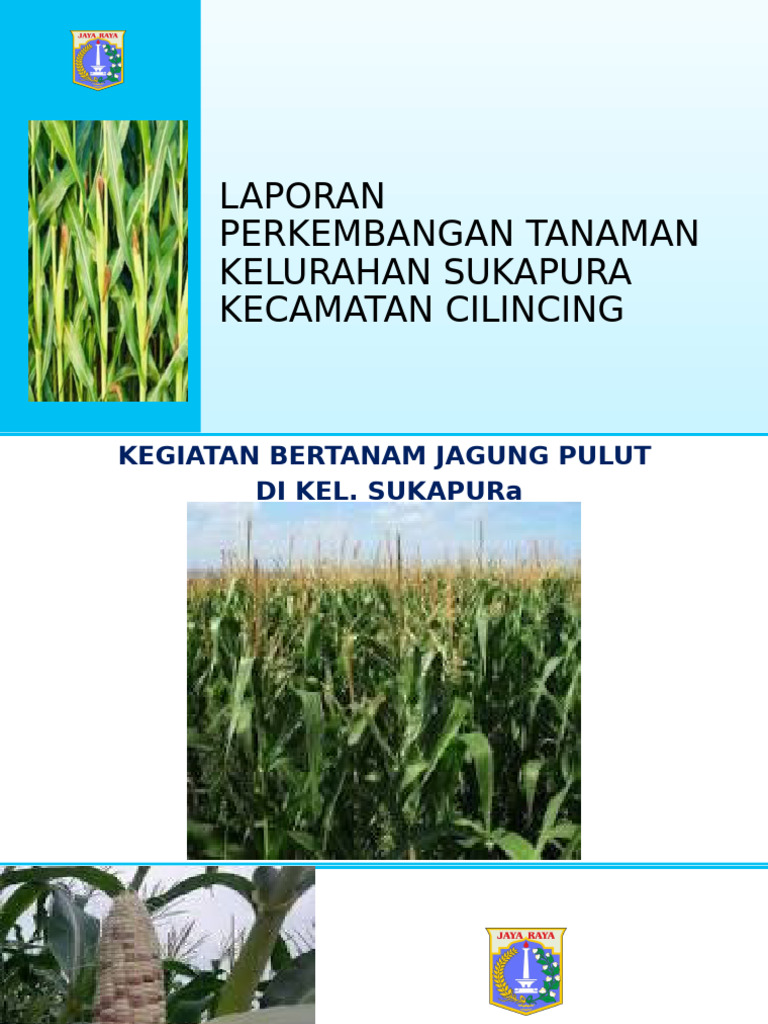 Penanaman Jagung Kel. Sukapura 2024 | PDF