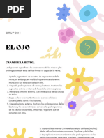 Capas de La Retina | PDF | Retina | Percepción visual