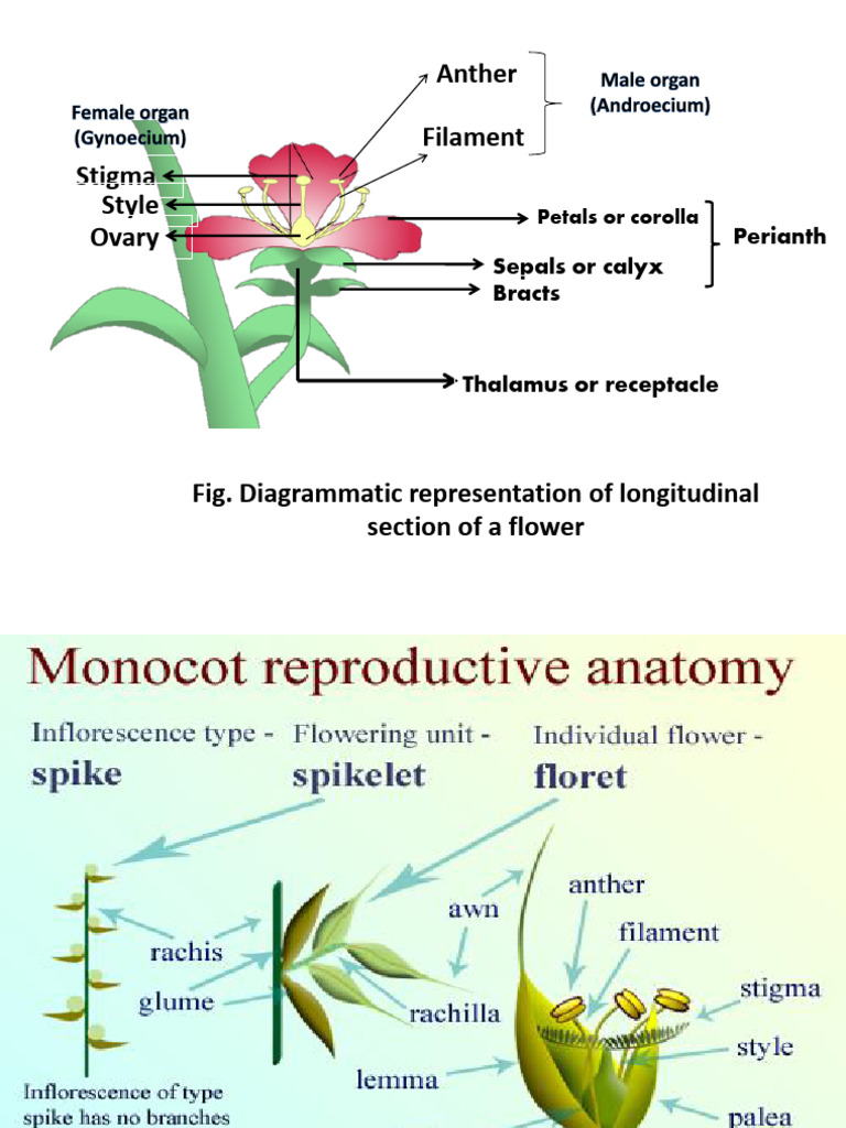 Flower Anatomy and Reproductive Parts | PDF
