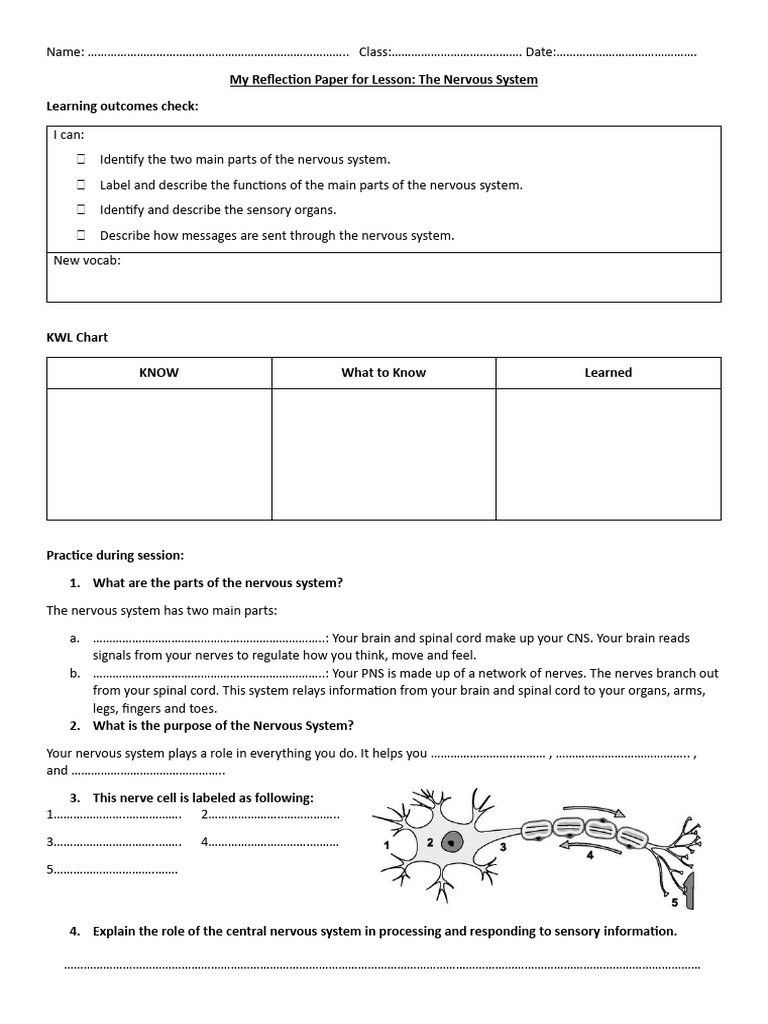 Student's Nervous System Reflection | PDF