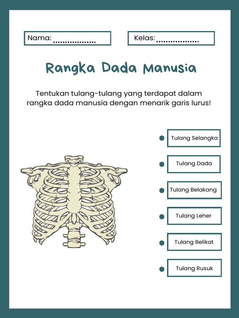 Rangka Dada Manusia Lembar Kerja Siswa Hijau Gaya Geometri | PDF