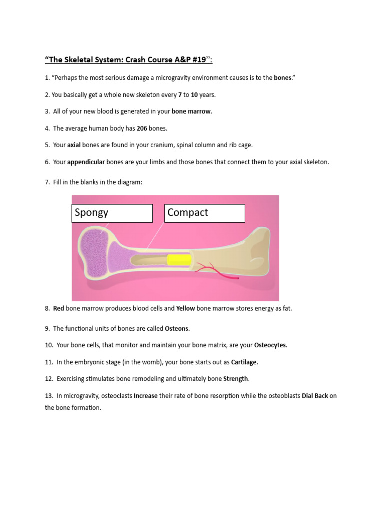 Skeletal System Overview: Crash Course #19 | PDF | Wellness | Science ...