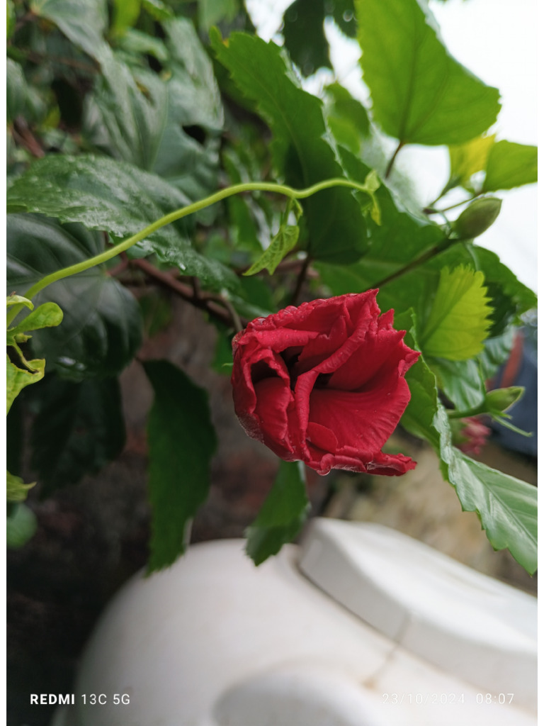 Com Google Android Apps Nbu Files Documentbrowser | PDF