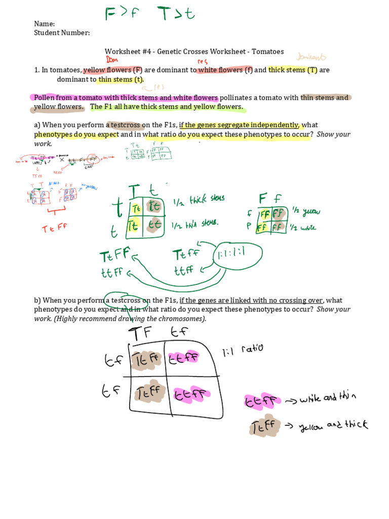 Genetics Worksheet for Students | PDF | Genetic Linkage | Molecular ...